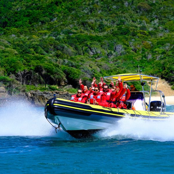 Whale & Dolphin Watching Forster - Epic Surf Ocean Adventures